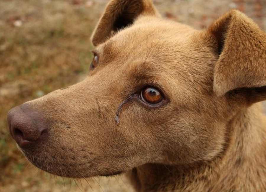 9 Top Reasons Why Dogs Whine Tips 9 Top Reasons Why Dogs Whine Tips