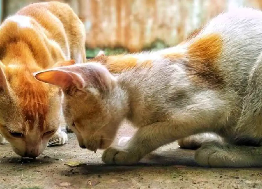 12 Potential Reasons Why Cats Throw Up With Tips 12 Potential Reasons Why Cats Throw Up With Tips