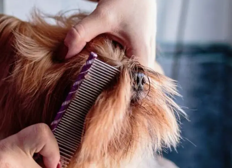 14 Common Causes Of Excessive Shedding In Dogs