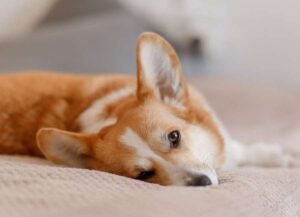 11 Common Corgi Sick Symptoms & Tips