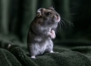 28 Most Common Hamster Behaviors