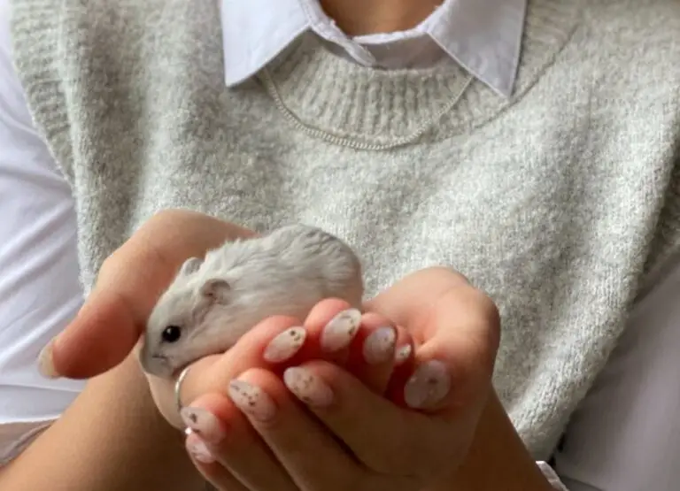13 Reasons Why Hamsters Are Good Pets