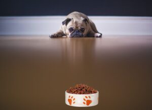 How Much Should A Pug Eat [Pug Feeding Chart]