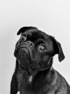 17 Interesting Pug Behaviors You Should Know