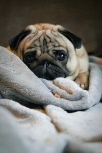Do Pugs Have Breathing Problems [Interesting Insights]