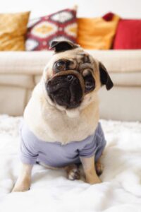 9 Causes Of Pug Skin Allergies [Prevention & Treatment]