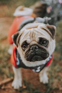 20 Pug Pros And Cons You Should Know