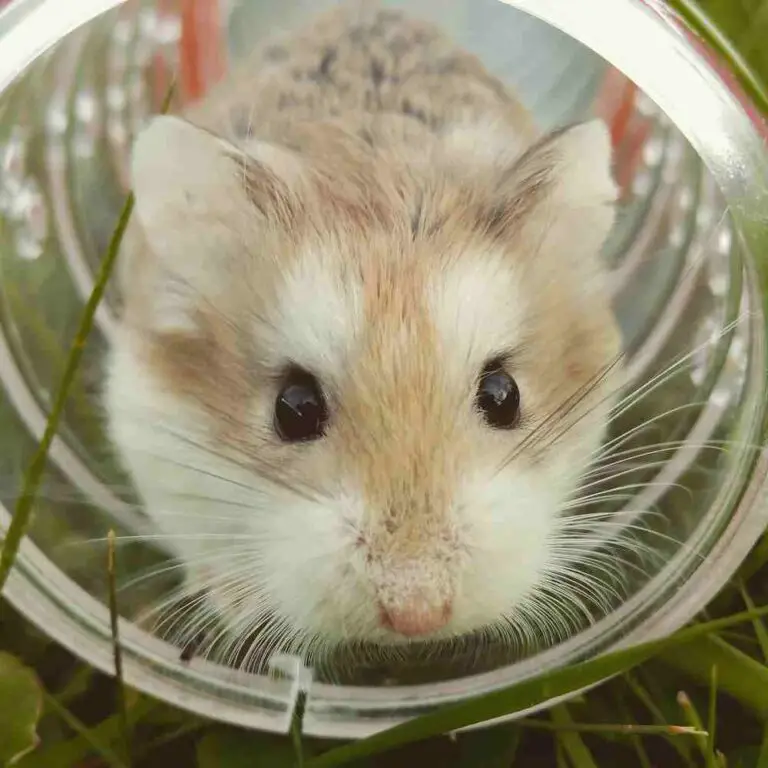 8 Most Common Hamster Eye Problems & Tips