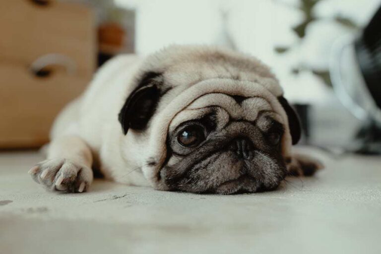 9 Most Common Pug Stomach Problems