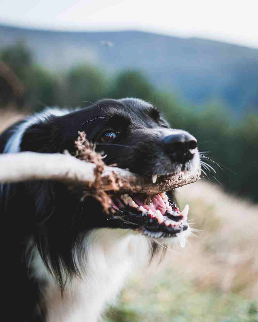 Dog Eating Burnt Wood [9 Reasons, Risks & Tips]