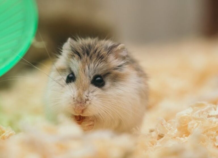 8 Most Common Hamster Eye Problems & Tips