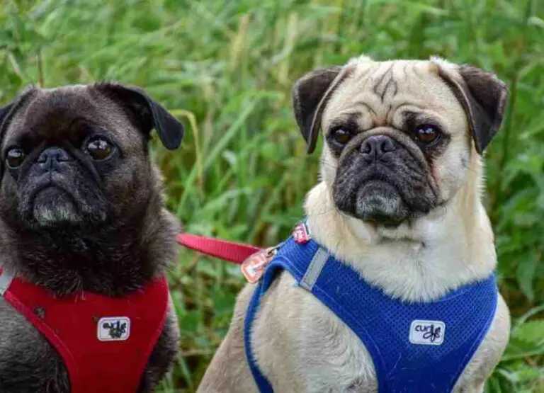 12 Most Common Pug Behavior Concerns