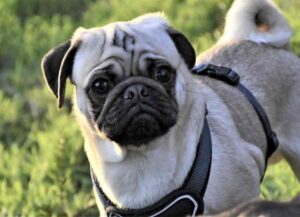 12 Most Common Pug Behavior Concerns