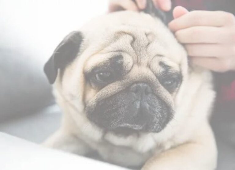 Insight To Pug Ear Cleaning & Ear Problems
