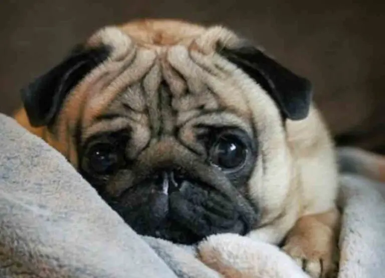 Caring For Pug Eyes & 9 Pug Eye Problems