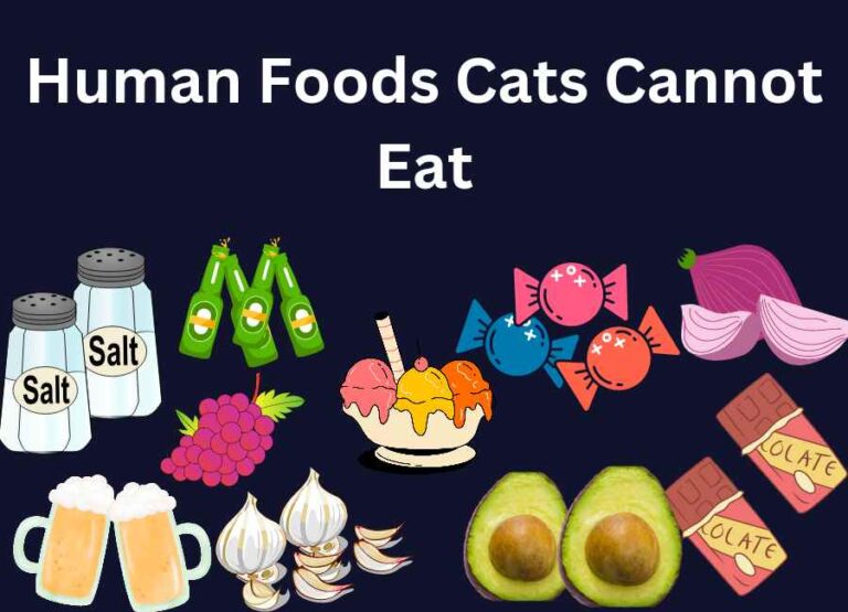 18 Common Human Foods Cats Cannot Eat