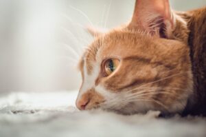 What Smells Do Cats Like [13 Smells Cats Like]