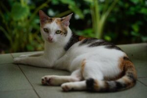 10 Potential Reasons For Cat Twitching Leg With Tips