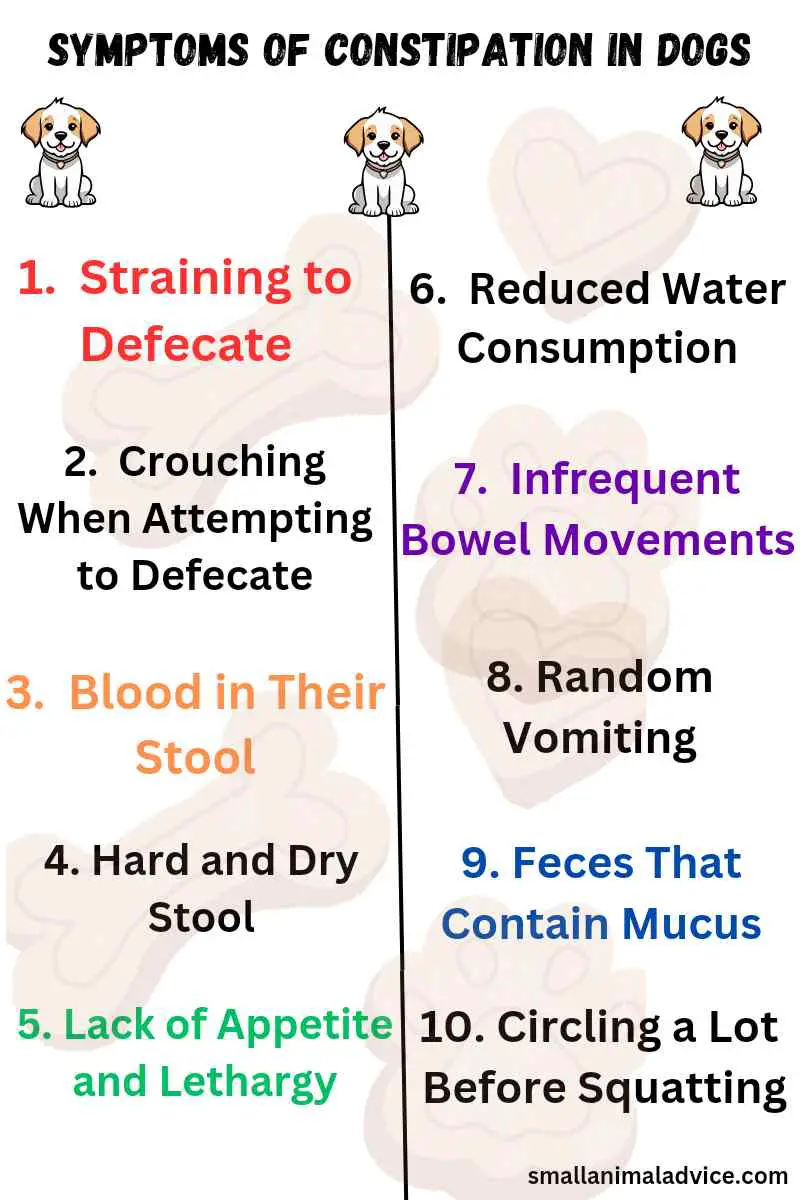 10 Most Common Symptoms Of Constipation In Dogs