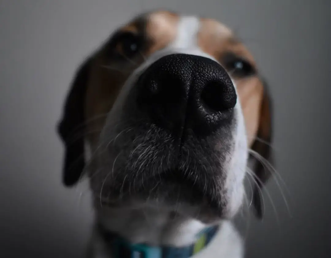 How To Deal With Cracked Dog Nose