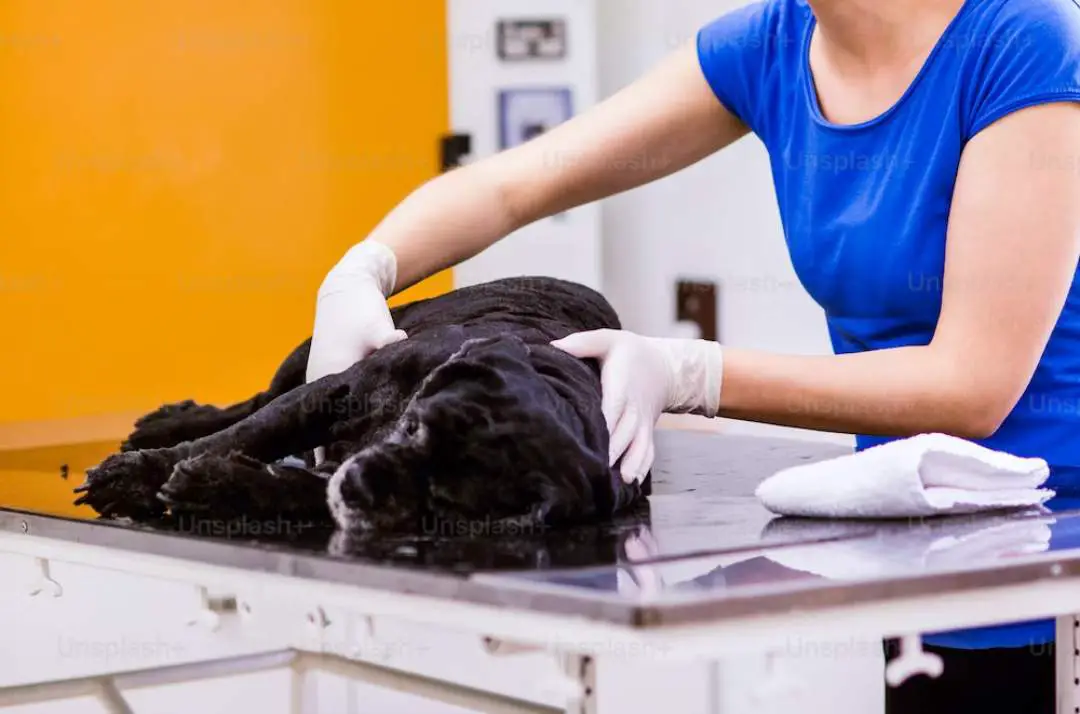 Constipation In Dogs [Causes, Signs & Remedies]