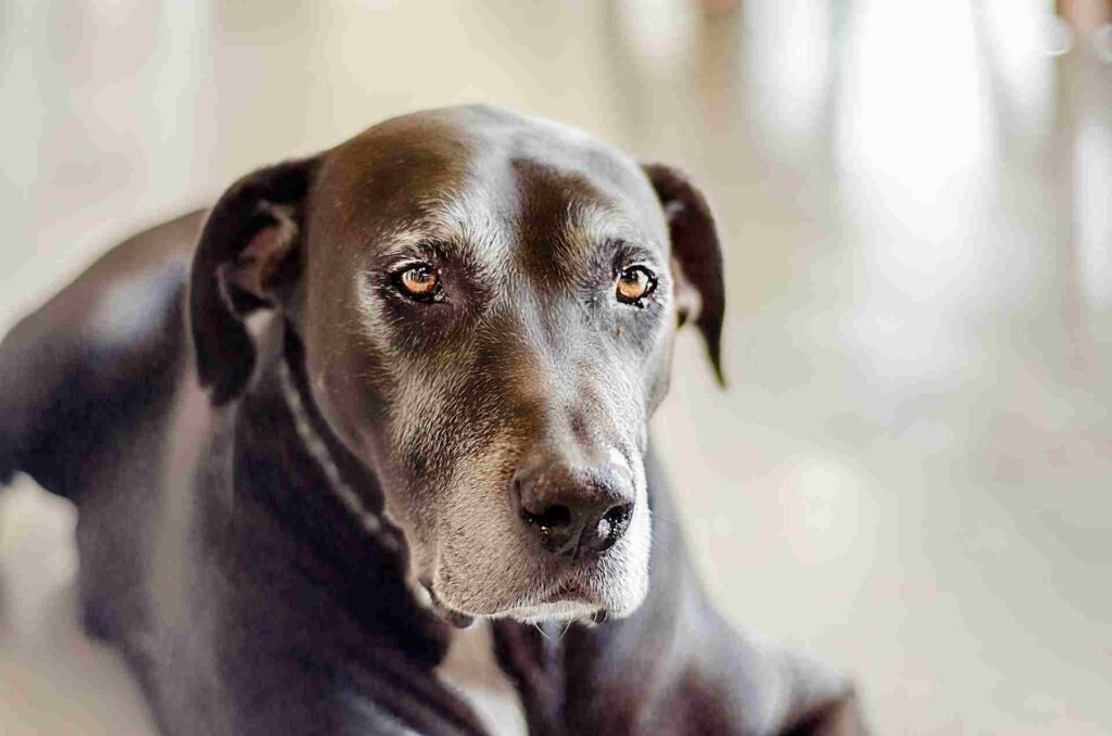 12 Reasons For Your Old Dog Farting A Lot With Tips