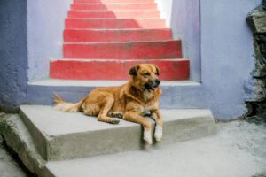 Leaving Dog Home Alone [17 Effective Strategies]
