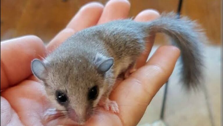 What Rodents Make Good Pets [9 Best Rodents]