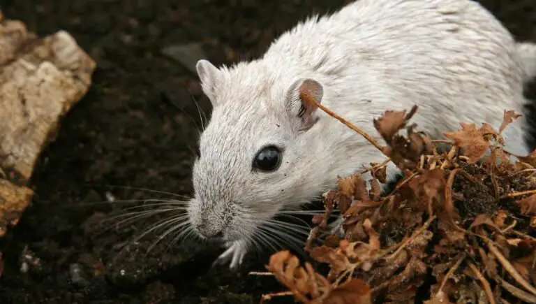What Rodents Make Good Pets [9 Best Rodents]