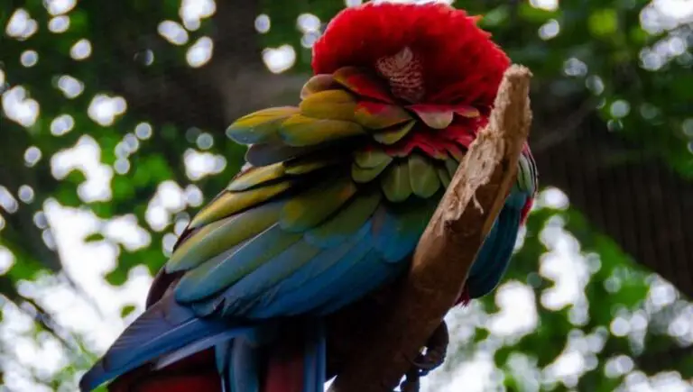 12 Potential Parrot Dying Symptoms & Tips