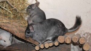 How Big Do Chinchillas Get [Growth Rate & Size]
