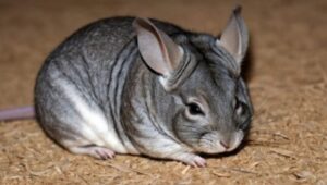 How Big Do Chinchillas Get [Growth Rate & Size]