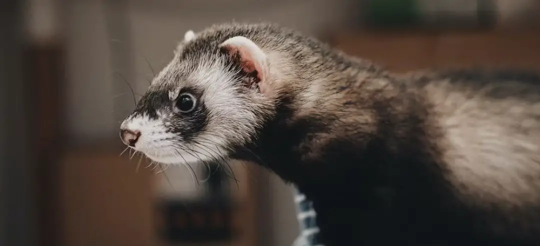 How Do Ferrets Get Ear Mites [11 Potential Ways]