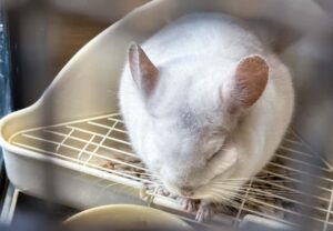 28 Interesting Chinchilla Behaviors Explained