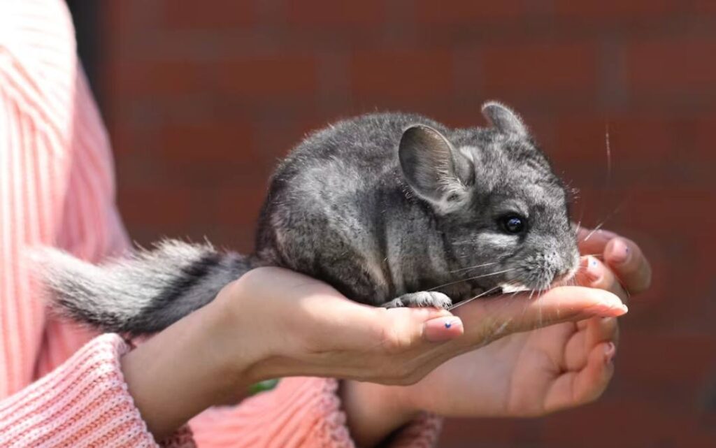 13 Important Chinchilla Care Tips