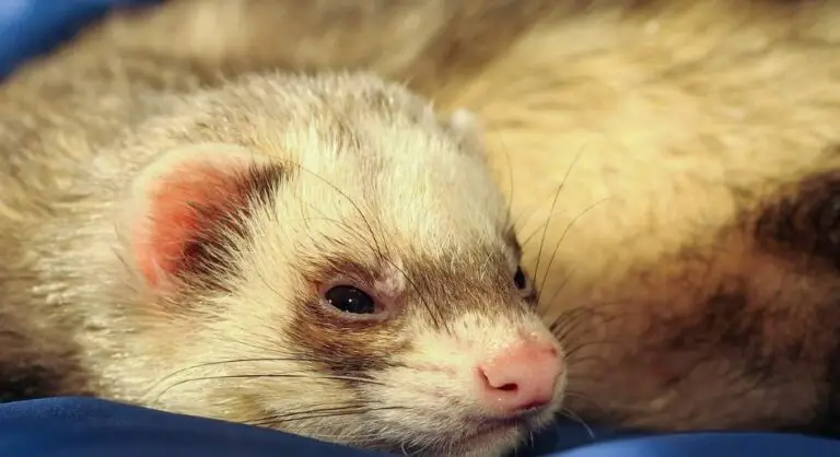 20 Interesting Ferret Facts You Should Know